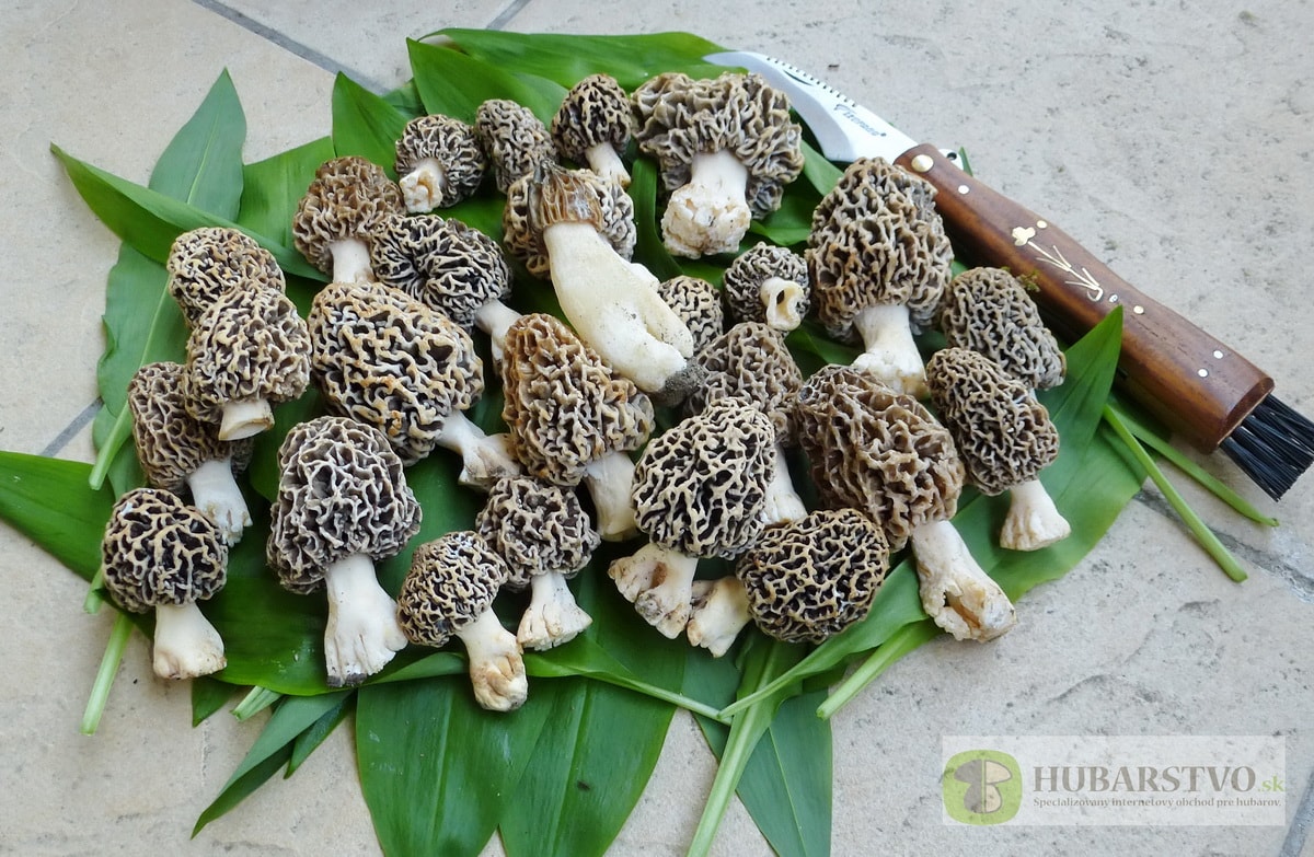 Poznáte jarné huby? | Hubarstvo.sk - obchod pre hubárov, výbava na huby