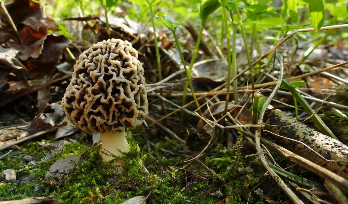 Poznáte jarné huby? | Hubarstvo.sk - obchod pre hubárov, výbava na huby