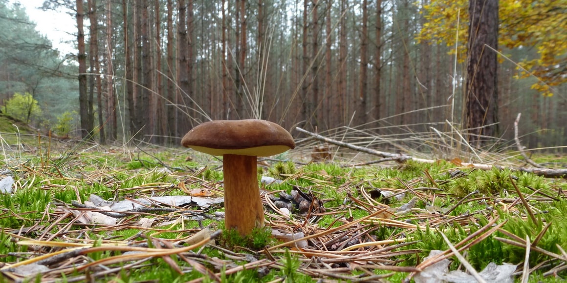 Kde rastú huby | Hubarstvo.sk